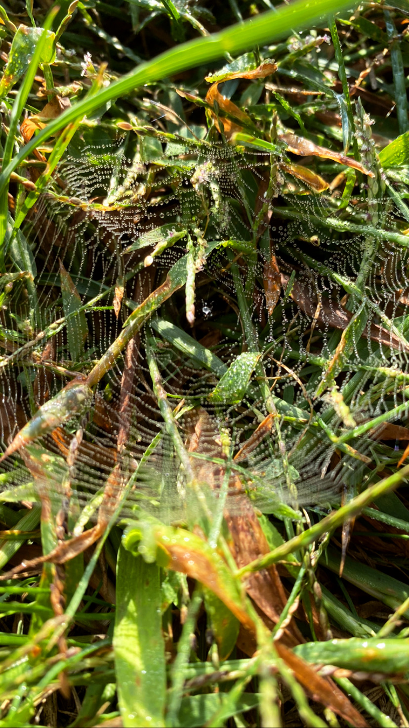How to Study Mini-Beasts during Nature Study - Amber Johnson