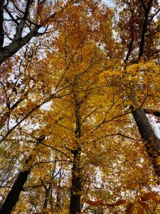 How to Study Trees and their Leaves in Nature - Amber Johnson