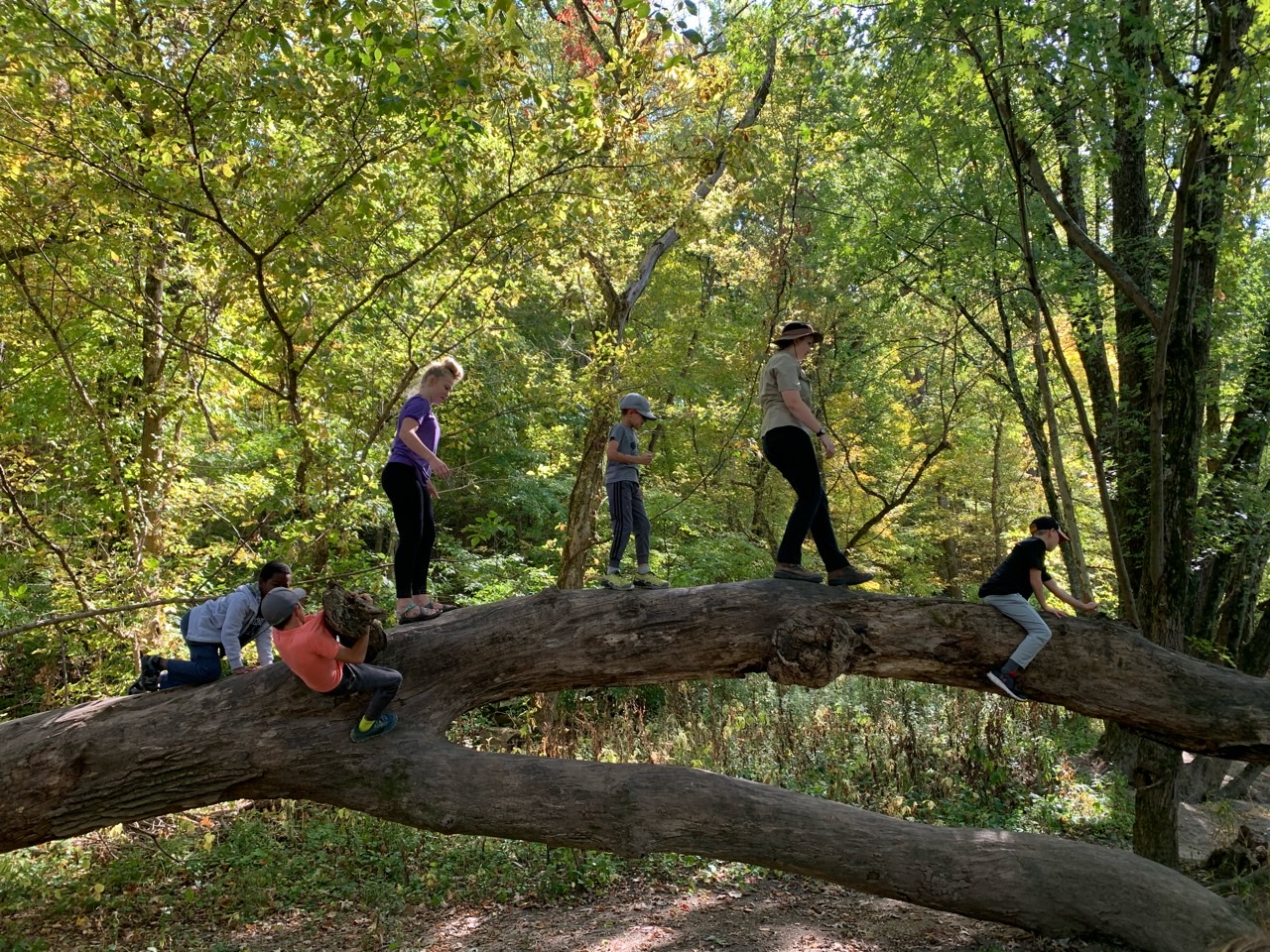 How to Study Trees and their Leaves in Nature - Amber Johnson