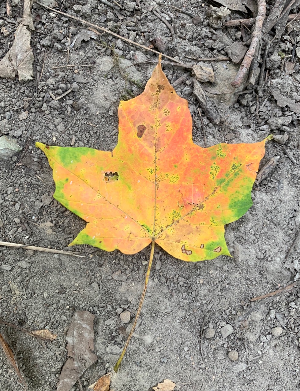 How to Study Trees and their Leaves in Nature - Amber Johnson