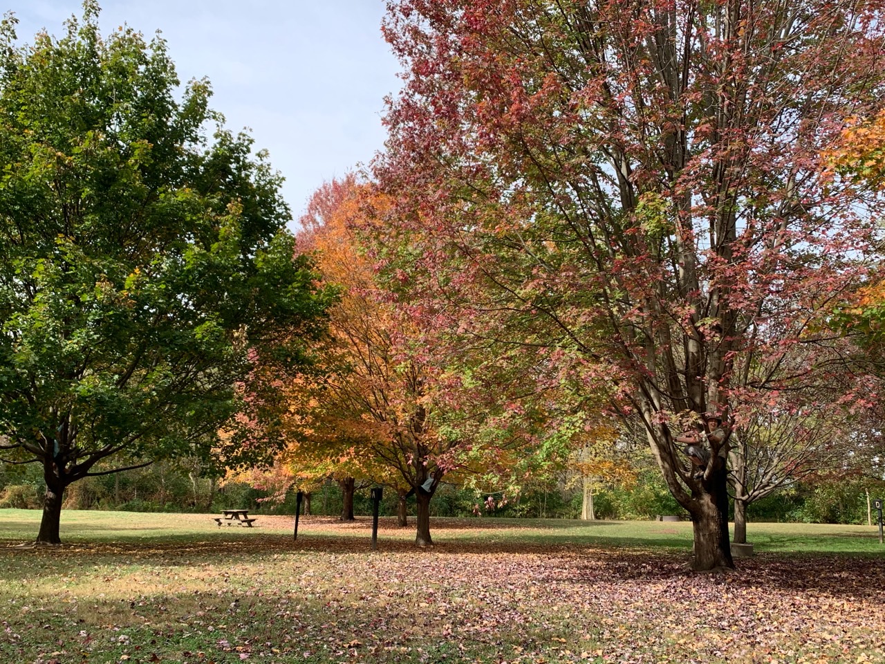How to Study Trees and their Leaves in Nature - Amber Johnson